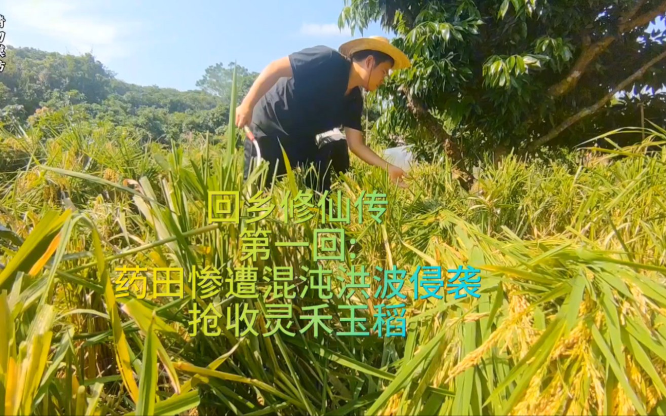 ...抢收灵禾玉稻。一介散修,离开宗门,回乡修仙,追求期待已久的散修...