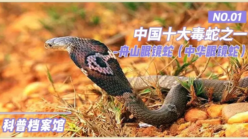 中国十大毒蛇之一,体型很像眼镜王蛇的中华毒蛇,舟山眼镜蛇