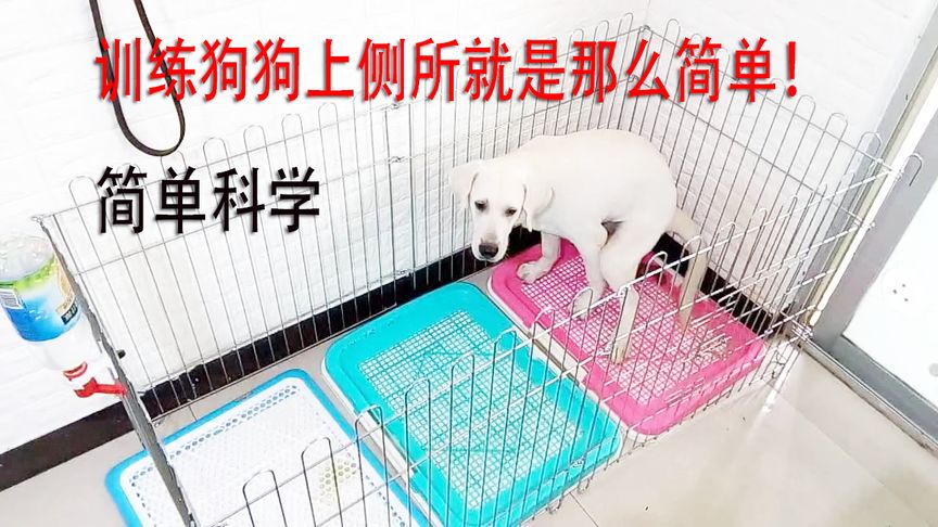 宠友必看! 训练狗狗上厕所就是那么简单,2000快的课程白送.