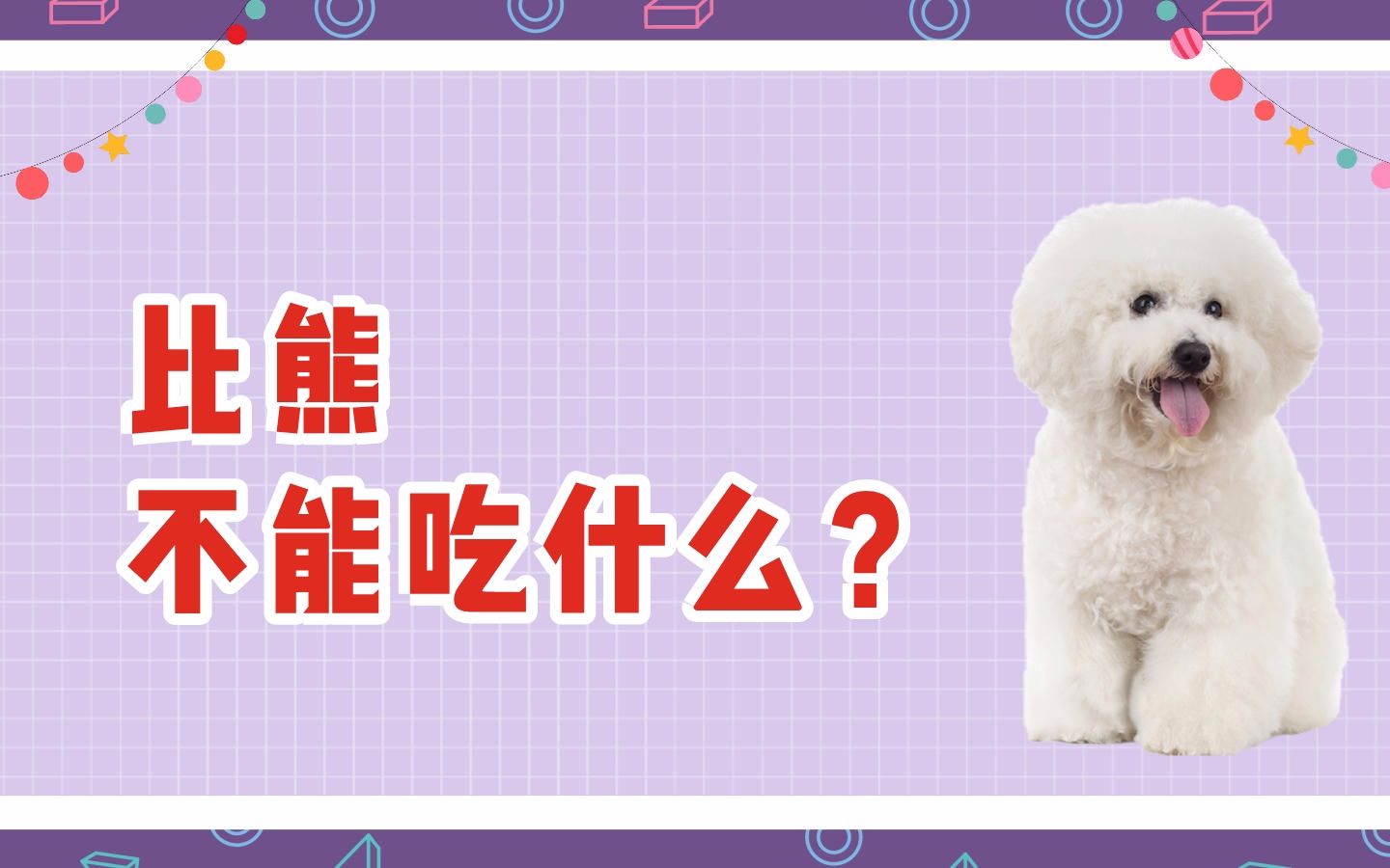 比熊不能吃什么?这些东西,尽量避开