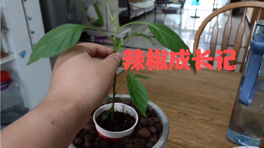 记录辣椒成长生活,看看最后能长多少辣椒?