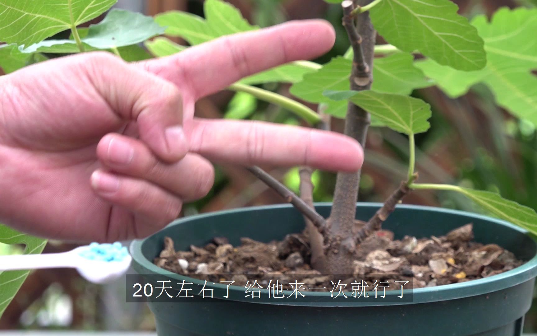 盆栽无花果要结果,这件事情一定不能少