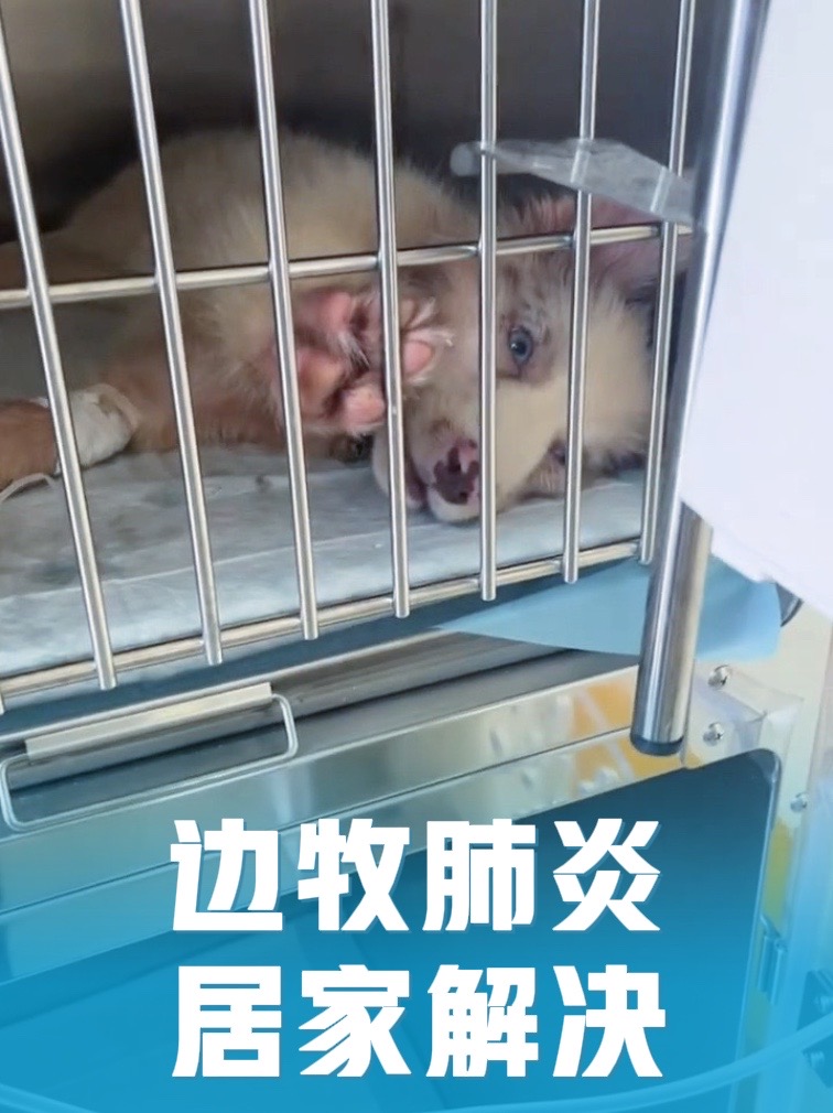 ...但你要懂得分辨谁是你家狗的救星! #犬瘟 #细小#冠状 #肺炎 #狗狗生病