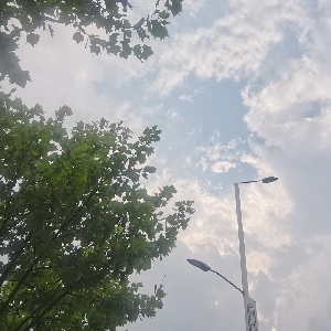 小王家村口的一条狗 