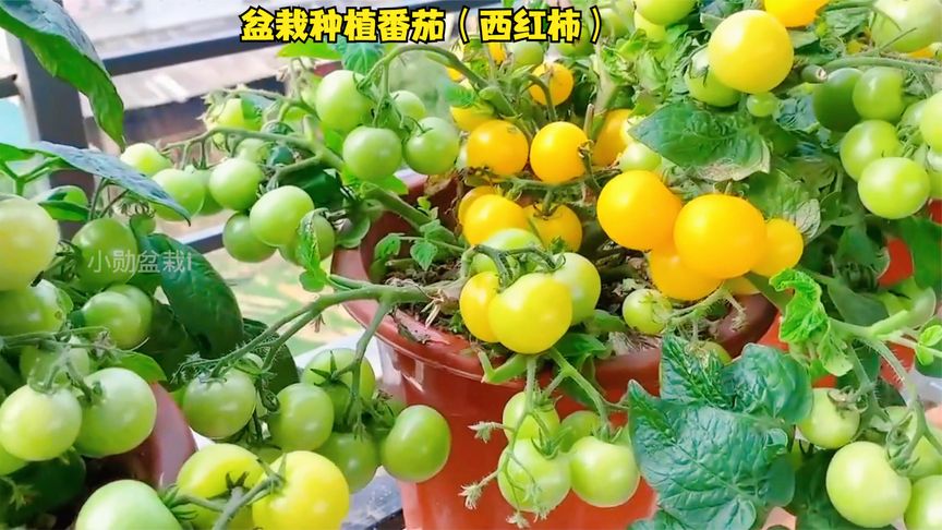 在家种植小番茄(西红柿)一颗就爆盆,味道超甜!