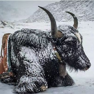 牦牛奶粉源头厂家 