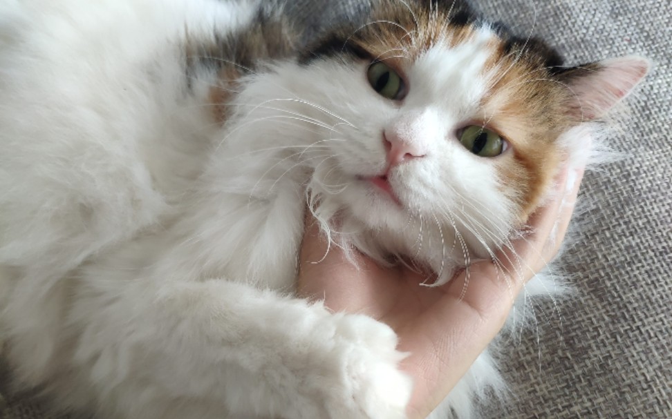 (中华田园三花猫)就是要打扰她睡觉觉