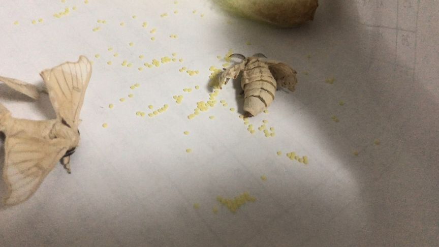 第一次这么近距离观察蚕宝宝变飞蛾以后产卵全过程。