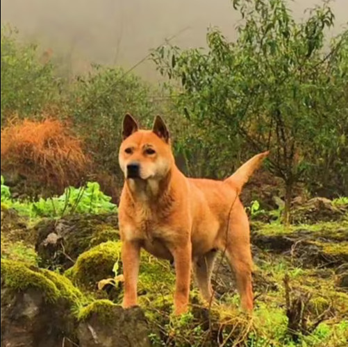 中华田犬守护者 