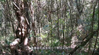 原始森林太恐怖了，野生动物众多，而且阳光照不进去！