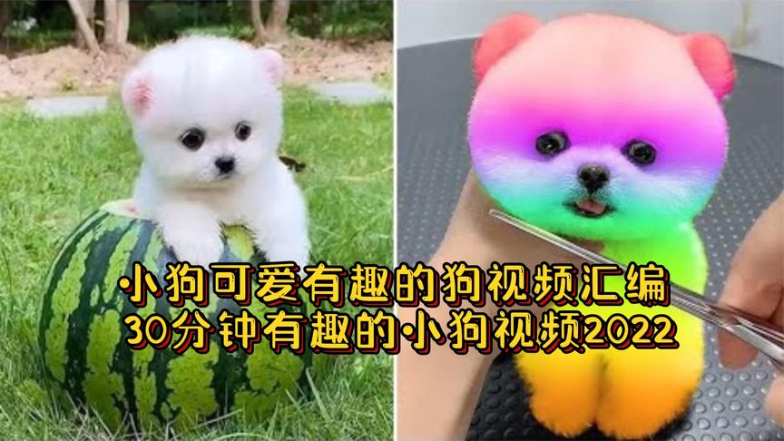 小狗ߓ�可爱有趣的狗视频汇 | 30分钟有趣的小狗视频2022