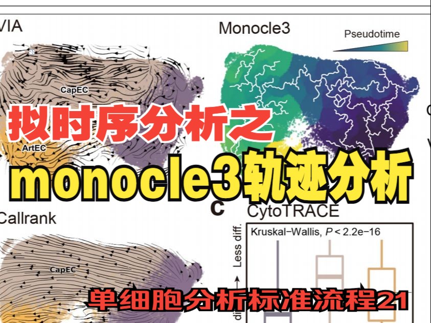 monocle3单细胞轨迹分析/拟时序分析,单细胞分析标准流程21
