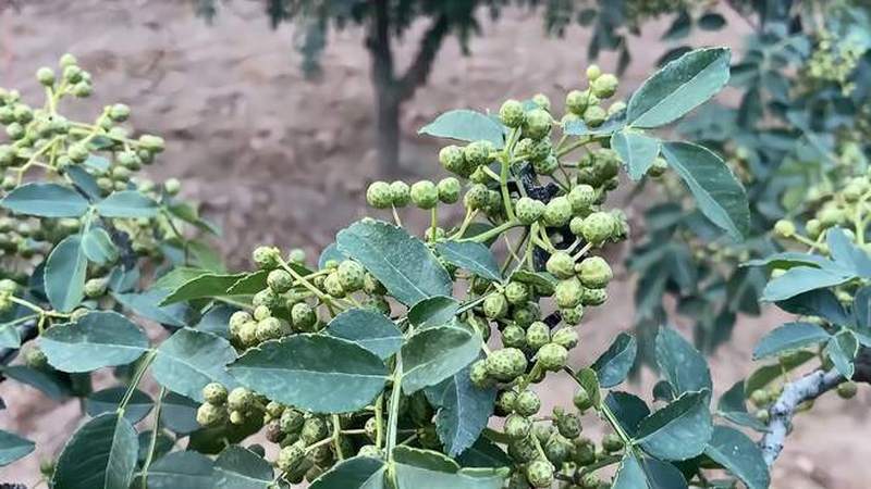 2公分花椒树苗的环境优化与管理:提升产量与品质的关键要素
