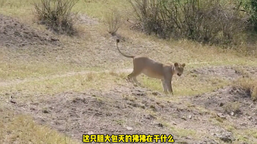 狒狒嚣张至极,母狮对它刮目相看,然而接下来狒狒却付出生命代价