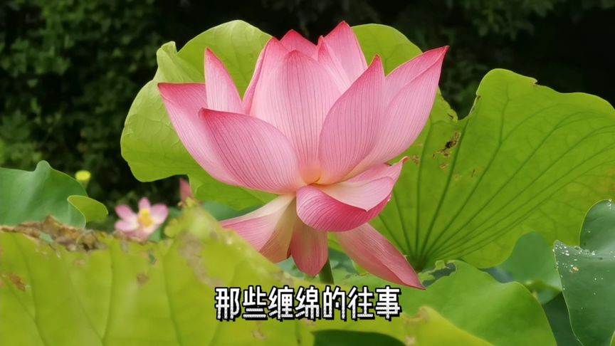 盛开的荷花,荷叶上滚动水珠 :像不像你梦里江南的模样?