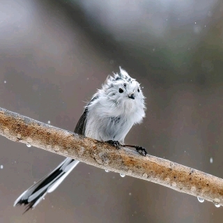 推鸡蛋的西西红柿 