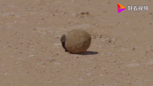 甲虫也有呼吸与排泄二氧化碳的功能,你知道吗?