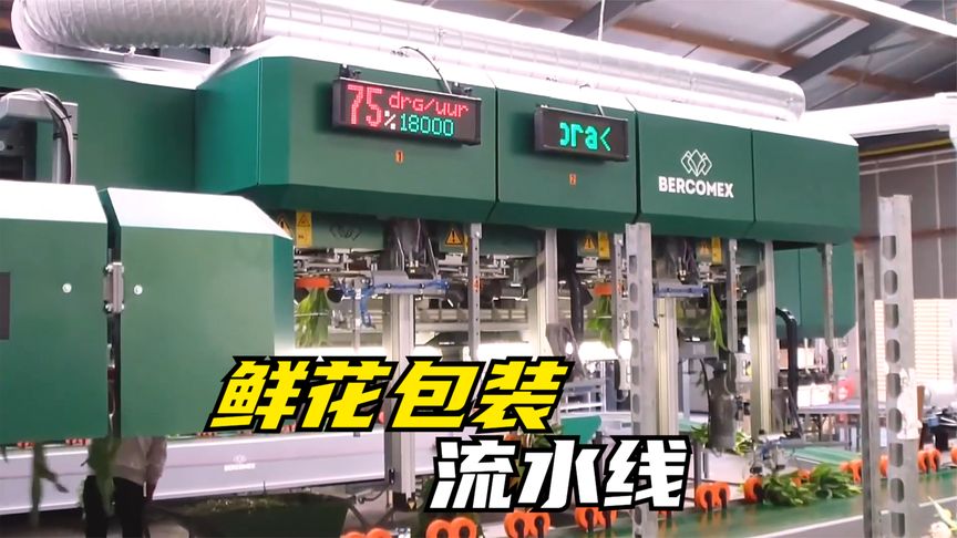 鲜花包装流水线,机械化操作,这效率真高!