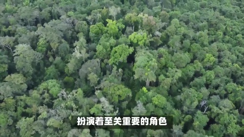 如果地球的森林全部消失了,将会发生什么呢