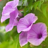 阿云家的菜 