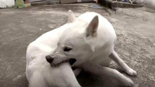 狗狗疯狂撕咬自己,大腿被咬千疮百孔,知道真相主人哭的泣不成声