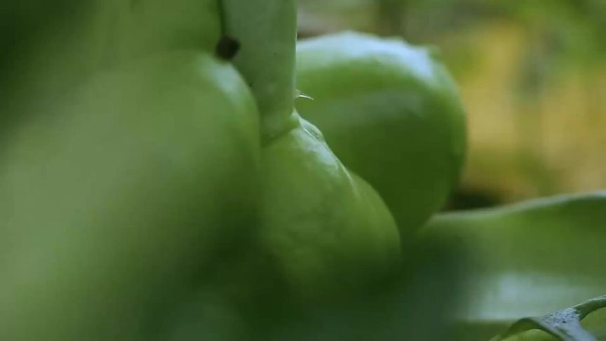 涪陵榨菜举行业绩说明会:并非“爆雷” 将努力完成年初规划目标