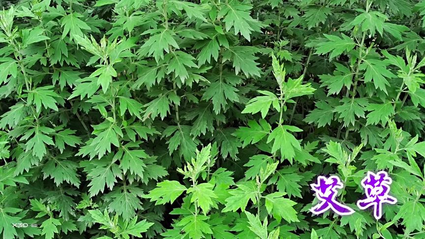 艾草“熏蒸”的多种厉害用途,与人们的生活有密切关系,快来看看