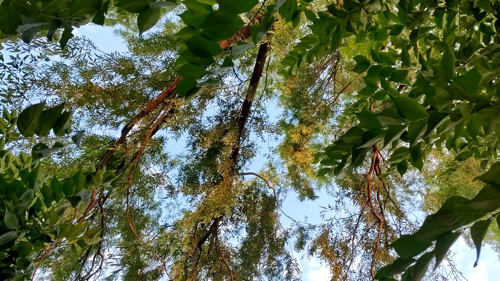 【VB程序设计基础】初夏的记忆
