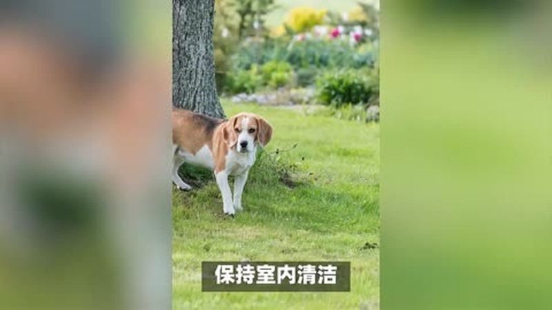 怎样才能训练狗狗定点大小便