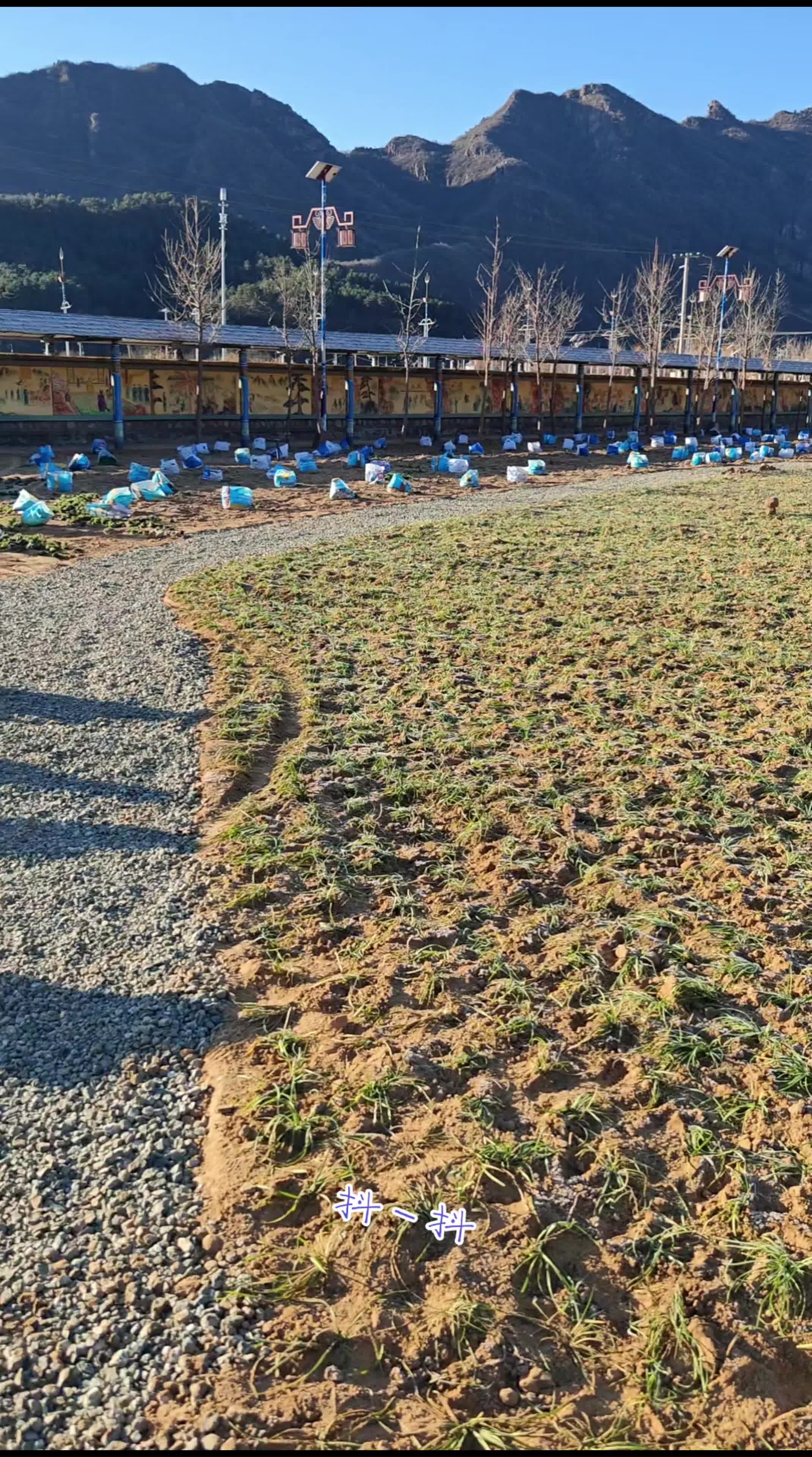 丹麦草、野牛草、各类宿根花卉、绿篱、基地直销,可包种植∽