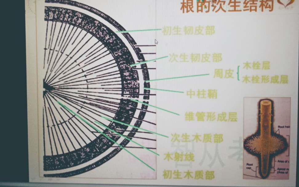 根的初生结构、次生结构 (植物学复习自用)
