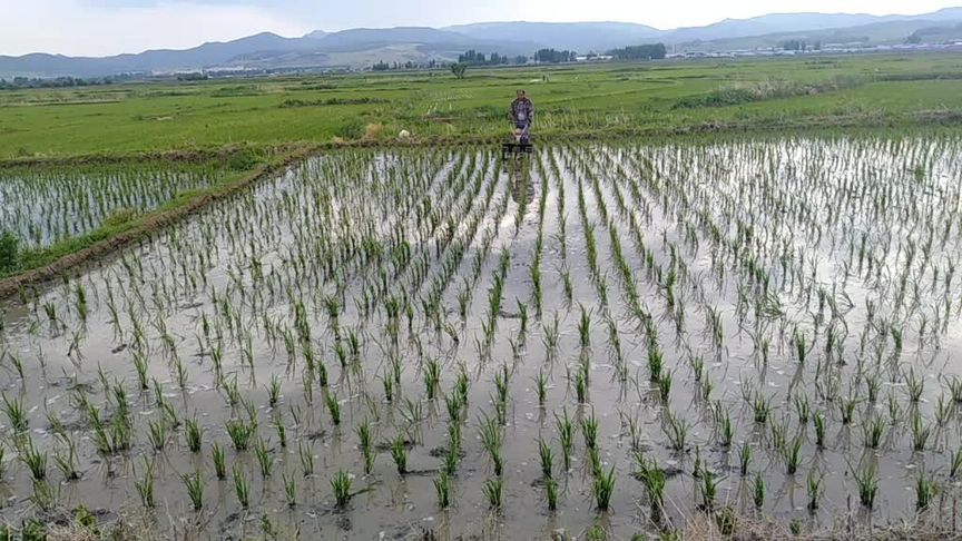 使用有机肥种植的水稻,正在除草中