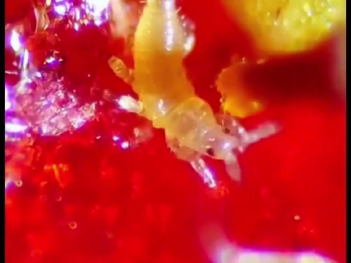 在显微镜的细腻光影中,探索未知的神秘世界!