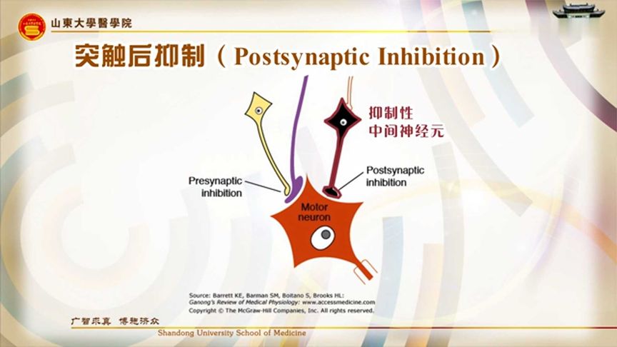 医学生理学:9.3.2神经系统概述—中枢神经元联系(二)