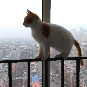 方笑歌 