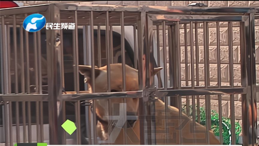 3岁男童在门口玩耍时被邻居家的狗撕咬,结果令人痛心(2)