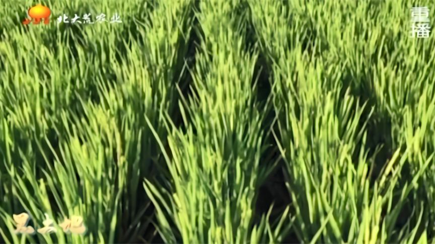 农业农村部:全力完成1亿亩高标准农田年度建设任务