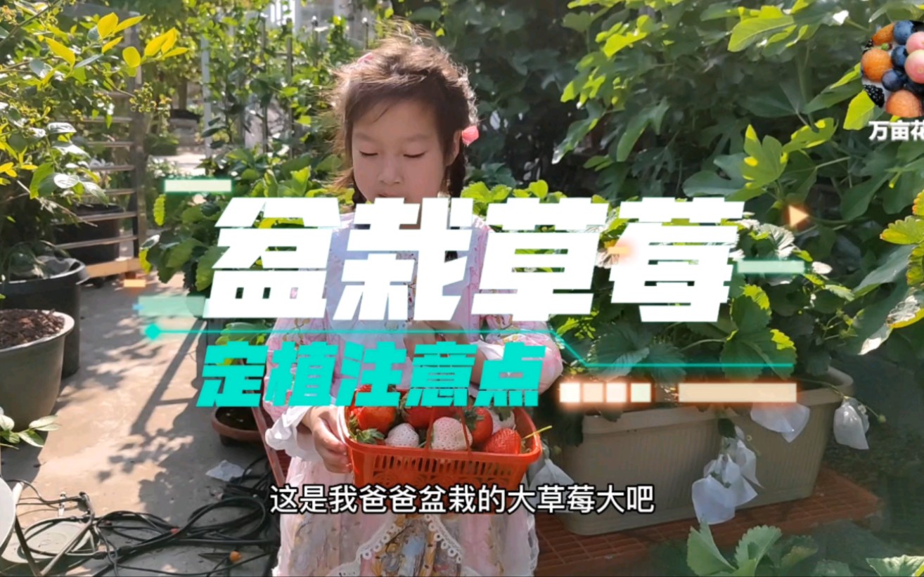 盆栽草莓定植注意点和裸根苗失水处理方法!