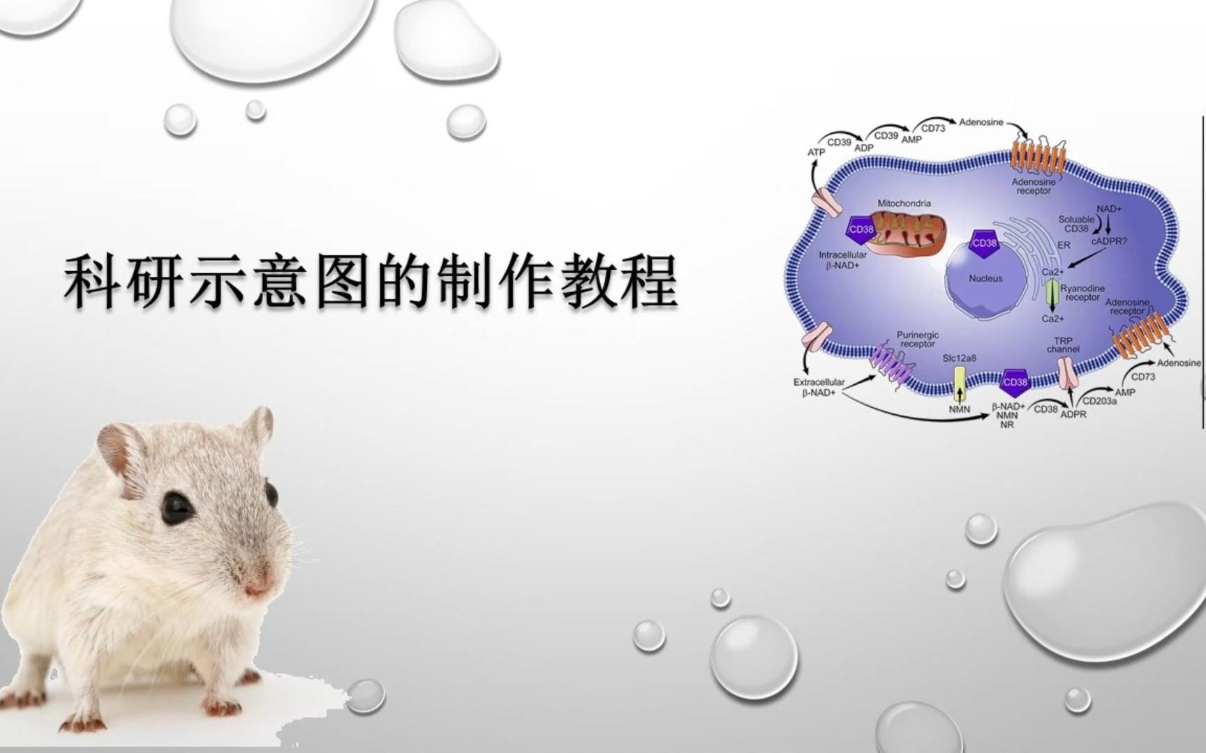 05.科研示意图_PPT专题之EPR效应3:添加箭头和备注·