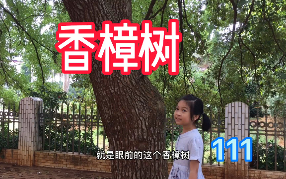 这种树叫香樟树,是蟑螂小强的克星