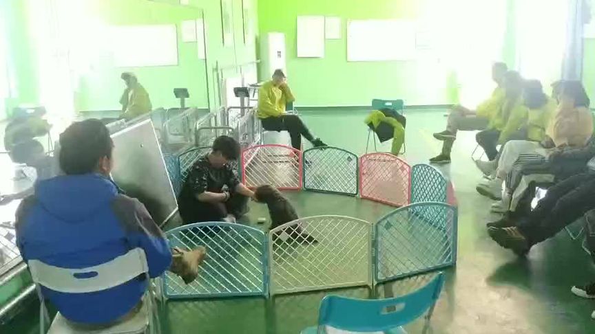 圣宠训犬师培训学校的日常训练-5