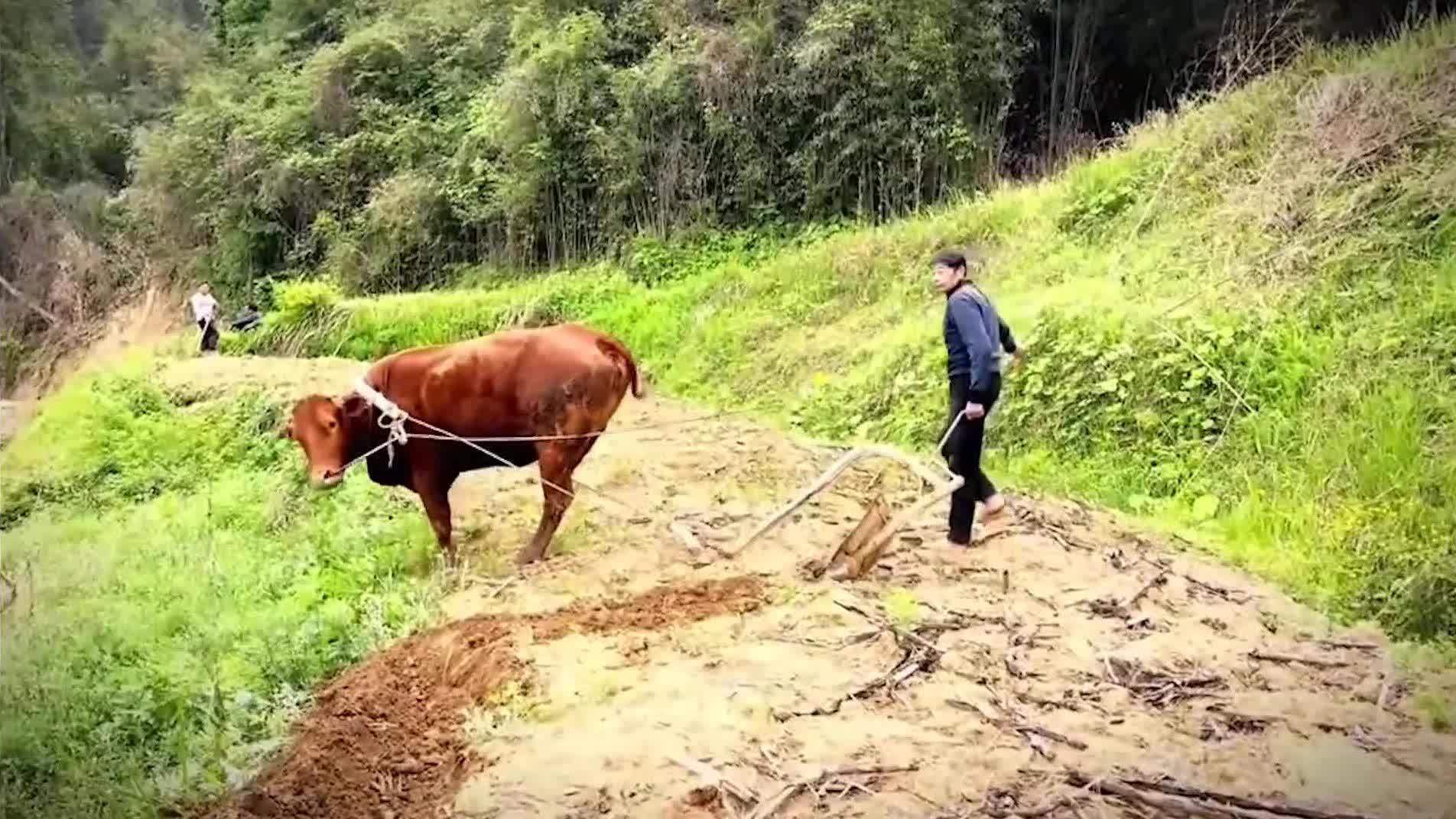 这就是我们农村生活,你看到的就是我的爸爸 家里没有男劳动力所以很...