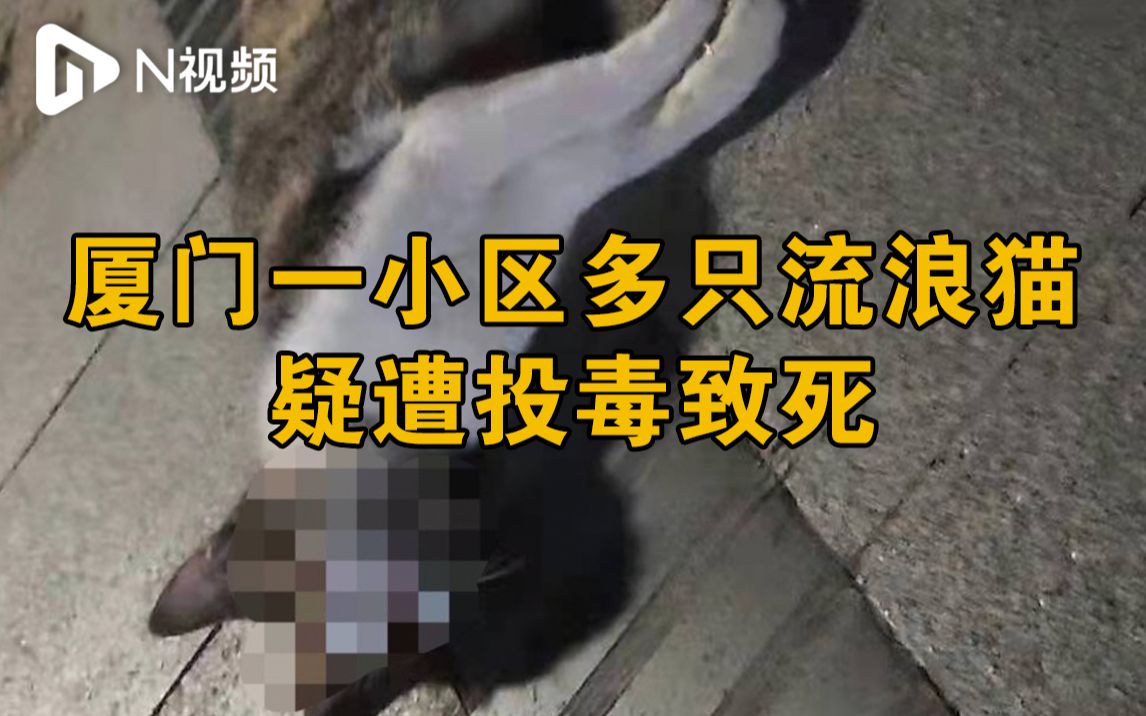 厦门一小区多只流浪猫疑遭投毒致死,物业:已报警配合调查