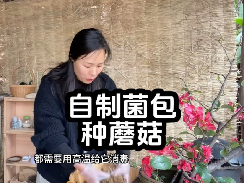 只需两种见的材料在家也能自制菌包种蘑菇方法简单易学勤浇水即可