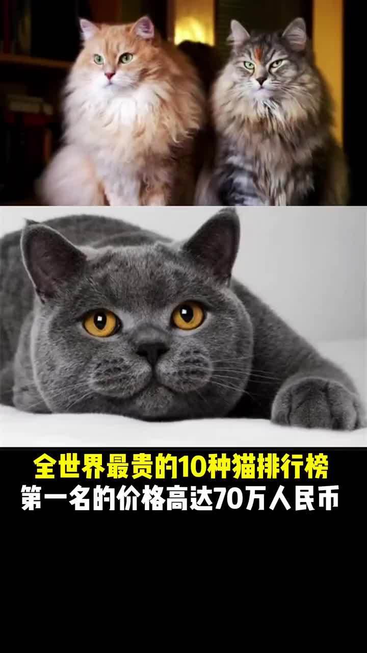 全世界最贵的10种猫排行榜,第一名的价格高达70万人民币!