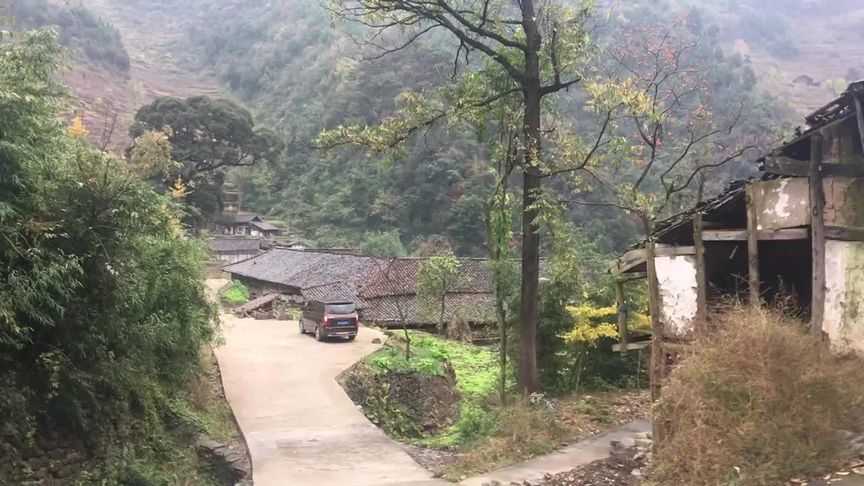 千年香樟树,罕见(杨仕省 拍摄)