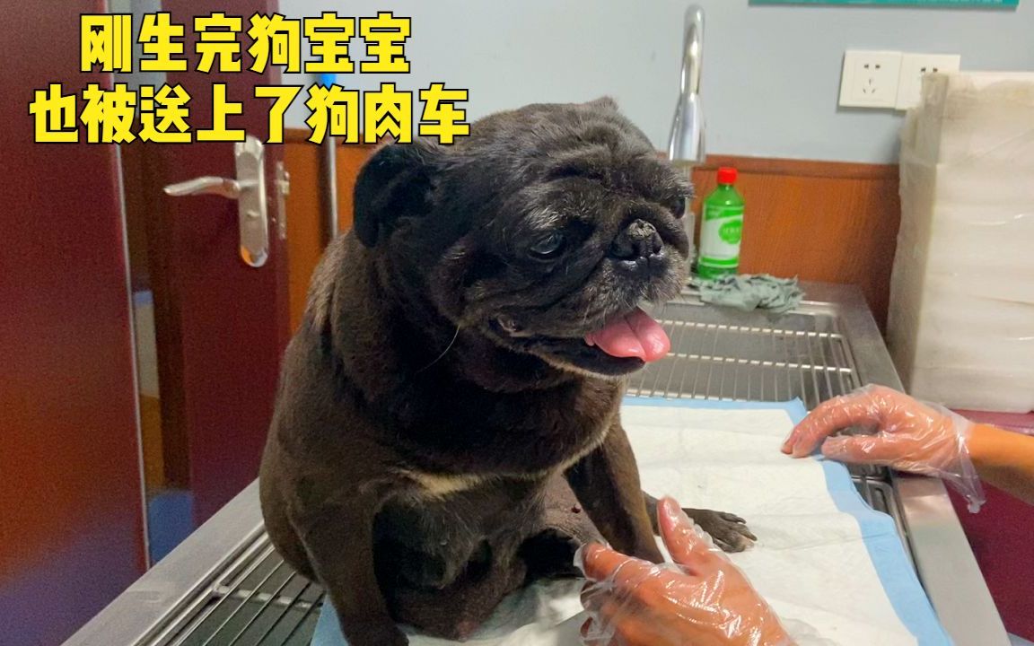 狗肉车救下的7只狗,感染细小咳嗽流鼻涕,可怜的眼神只想活下去