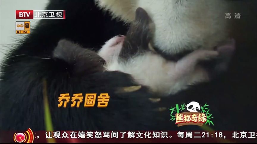 万物皆有灵,熊猫宝宝的一生都是那么的神奇又可爱ߘ