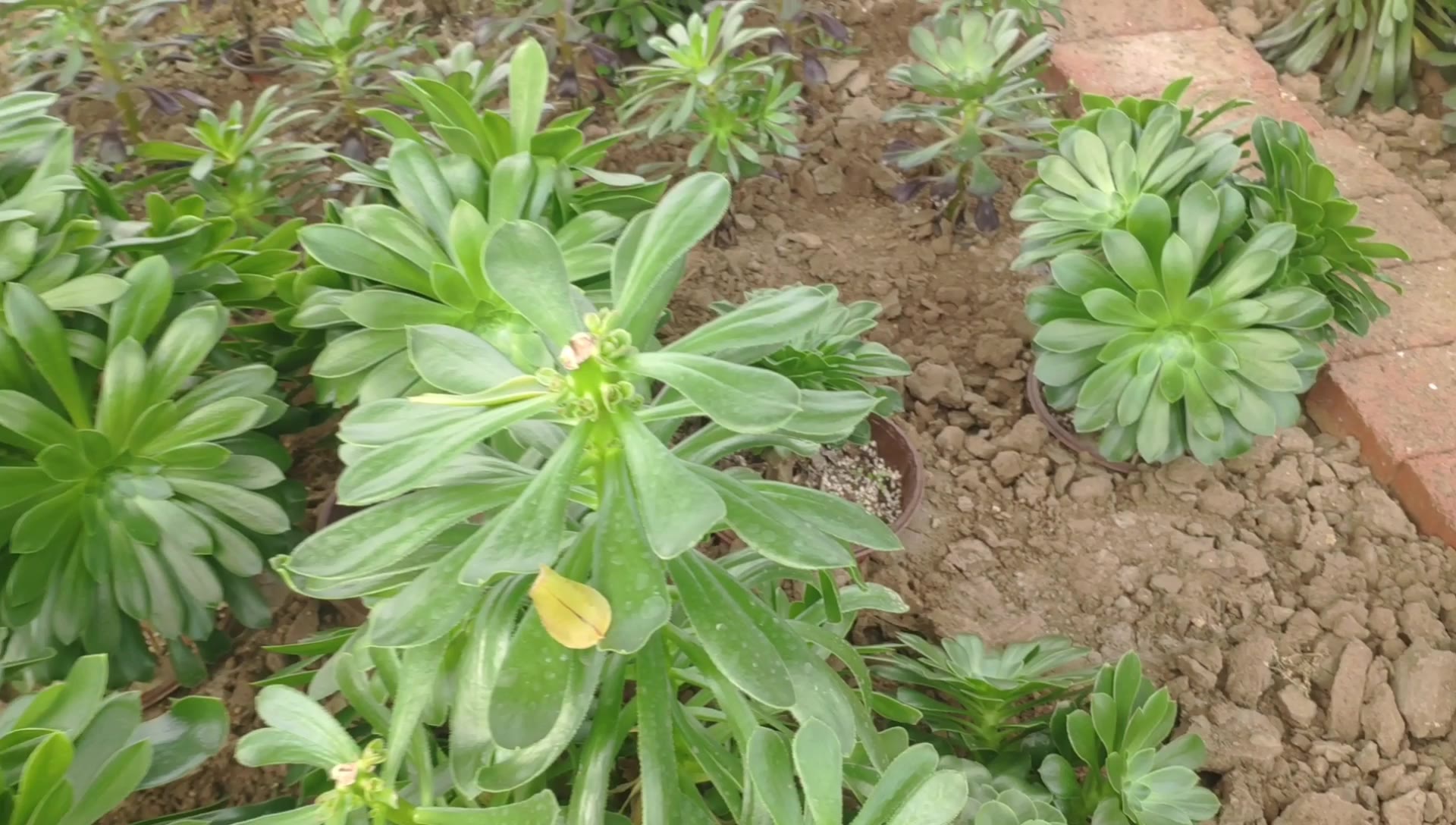 绿法师真是容易开花,这几天发现五六棵开花的,长的很快!