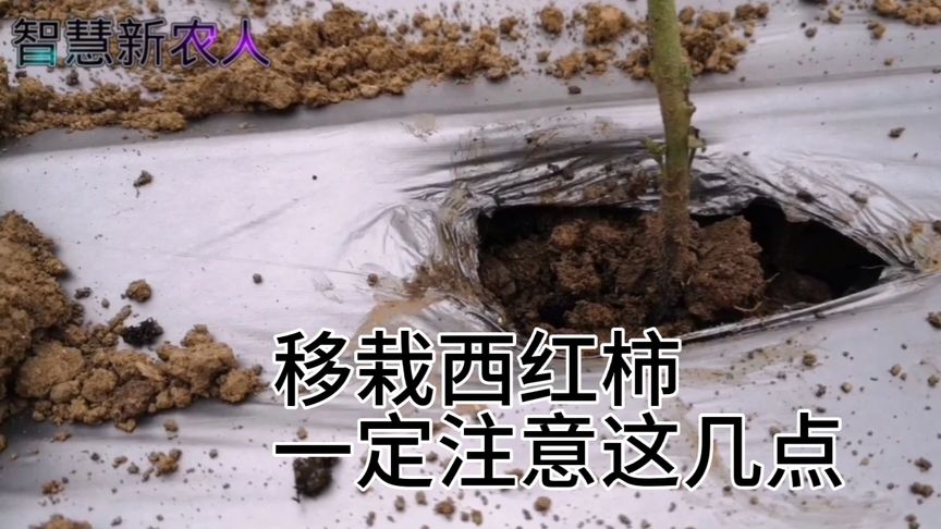 西红柿移栽,掌握这几点,缓苗快,病害少